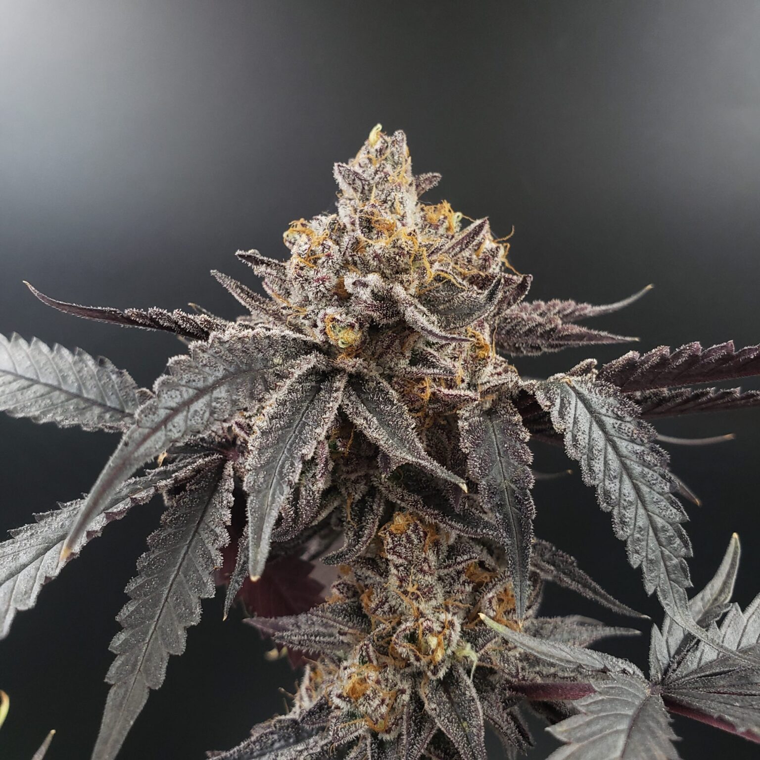 Maroon Baboon #2 - PERPETUAL BRANDS